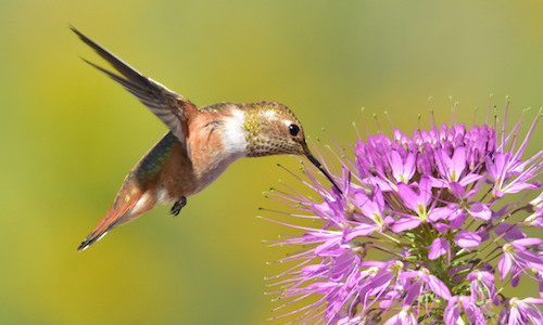 Western Hummingbird Partnership | Hummerguide