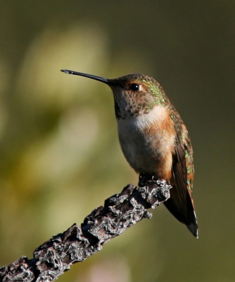 Western Hummingbird Partnership | Rufous Hummingbird