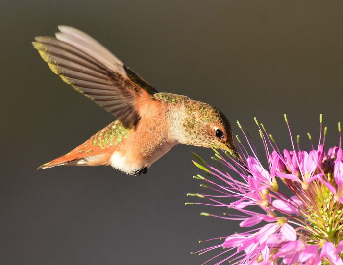 Western Hummingbird Partnership | Pollinators Webinar Was a Success