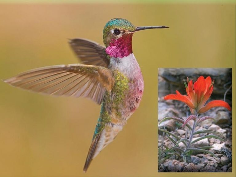 Western Hummingbird Partnership | Hummingbirds & Fire: It’s Complicated